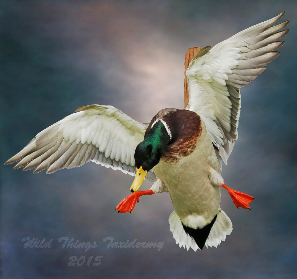 Taxidermy At Wild Things Taxidermy by Barry Buras