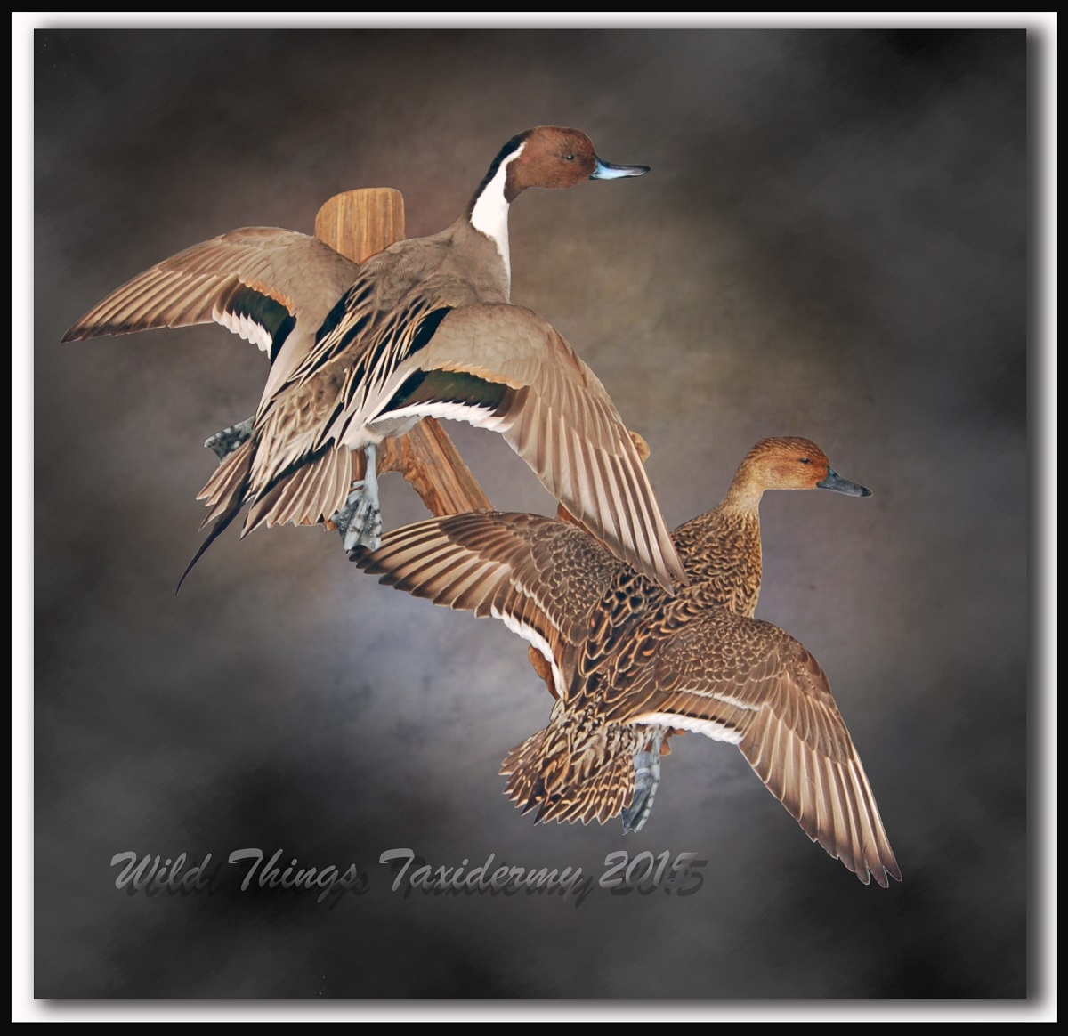 Taxidermy At Wild Things Taxidermy by Barry Buras