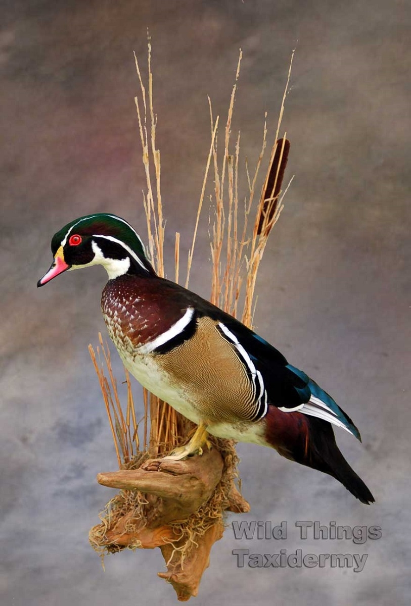 Taxidermy At Wild Things Taxidermy by Barry Buras