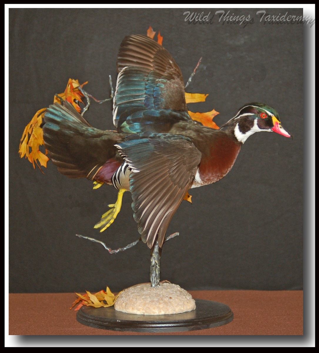 Taxidermy At Wild Things Taxidermy by Barry Buras