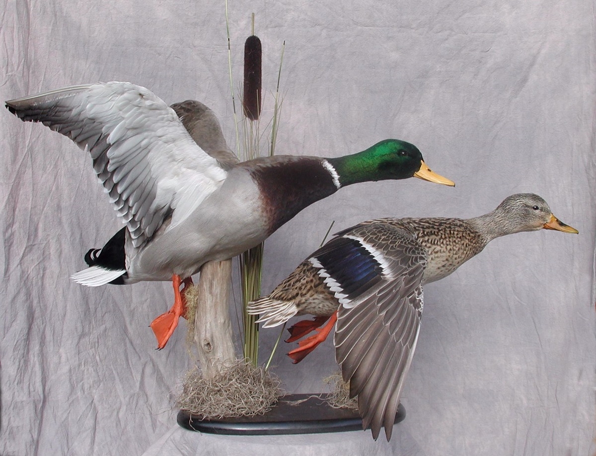 Taxidermy At Wild Things Taxidermy by Barry Buras