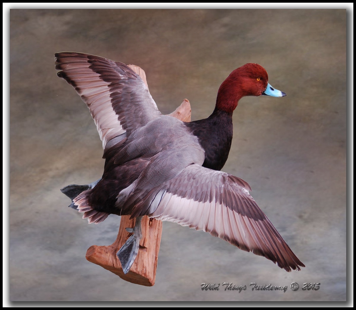 Taxidermy At Wild Things Taxidermy by Barry Buras