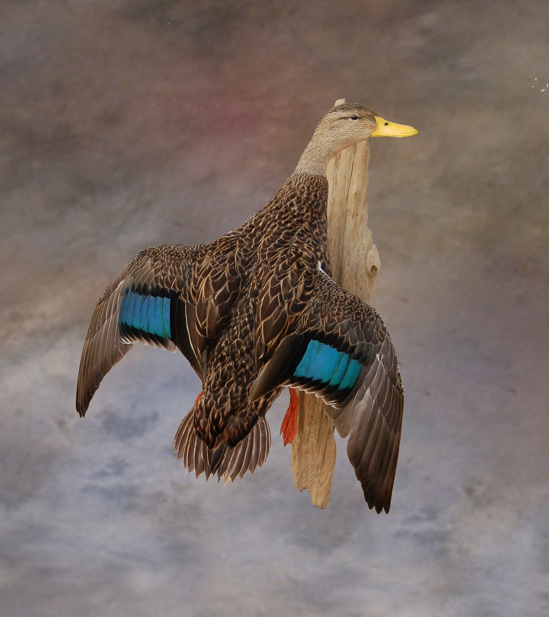 Taxidermy At Wild Things Taxidermy by Barry Buras