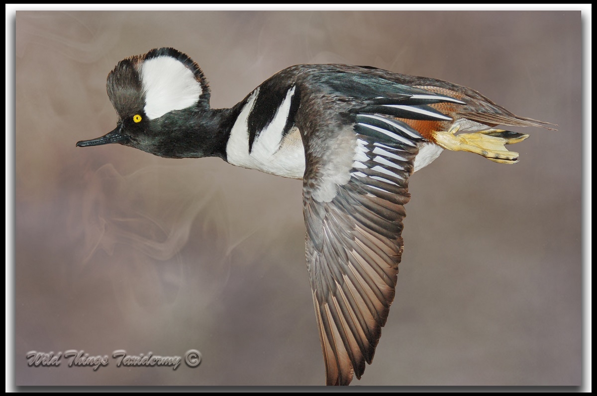 Taxidermy At Wild Things Taxidermy by Barry Buras