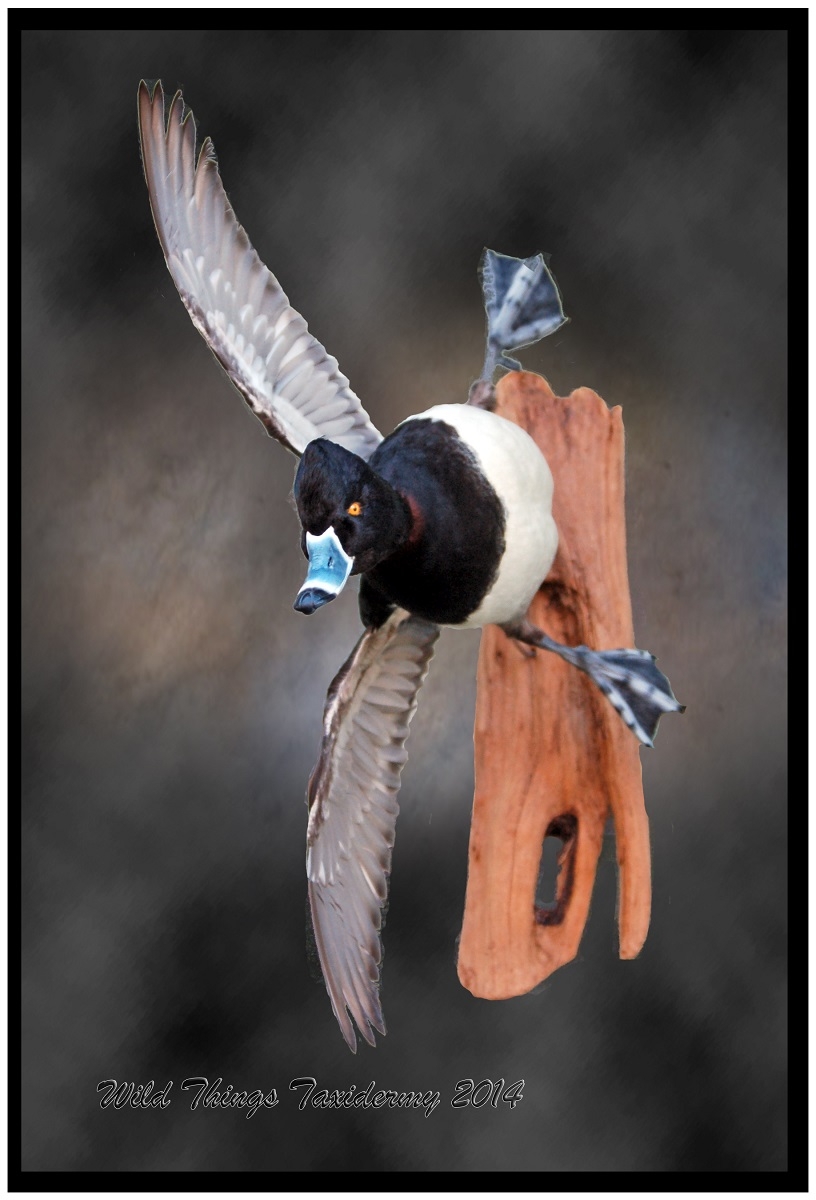 Taxidermy At Wild Things Taxidermy by Barry Buras