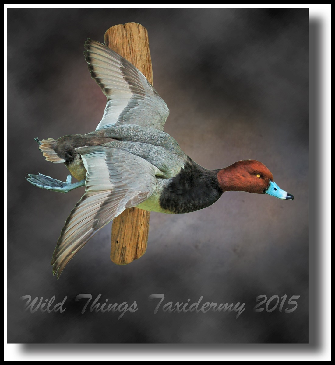 Taxidermy At Wild Things Taxidermy by Barry Buras