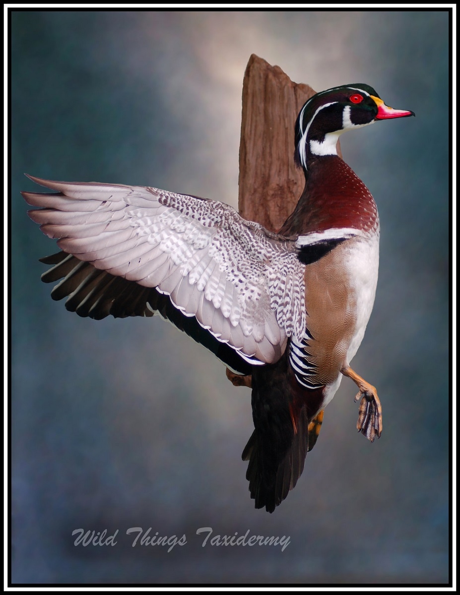 Taxidermy At Wild Things Taxidermy by Barry Buras