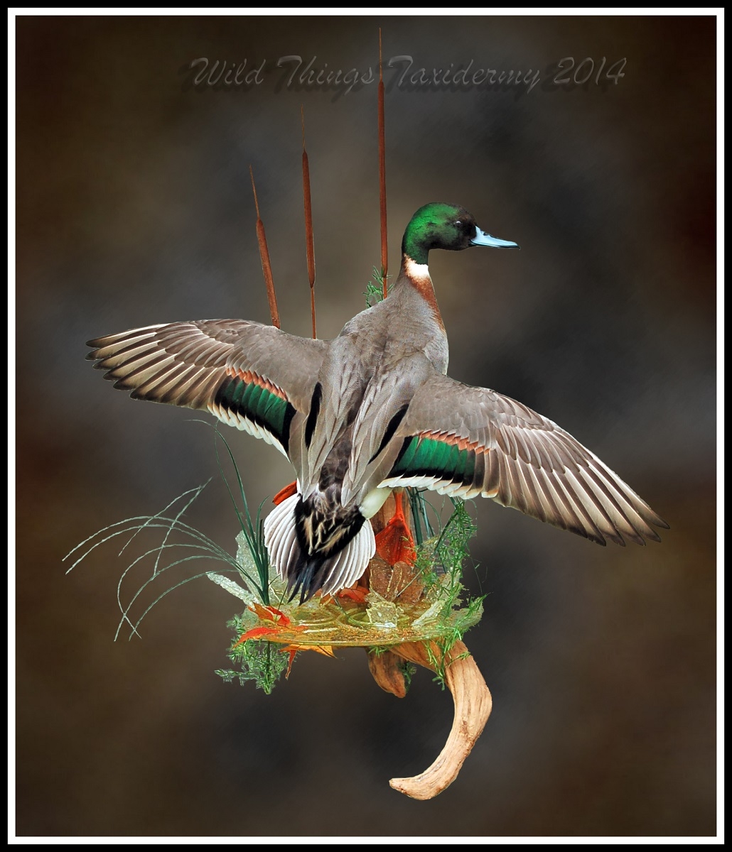Taxidermy At Wild Things Taxidermy by Barry Buras