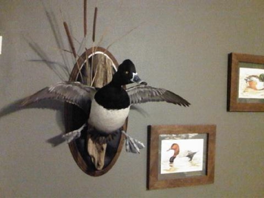 Taxidermy At Wild Things Taxidermy by Barry Buras