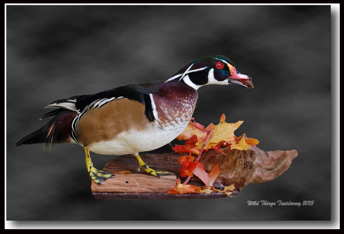 Taxidermy At Wild Things Taxidermy by Barry Buras