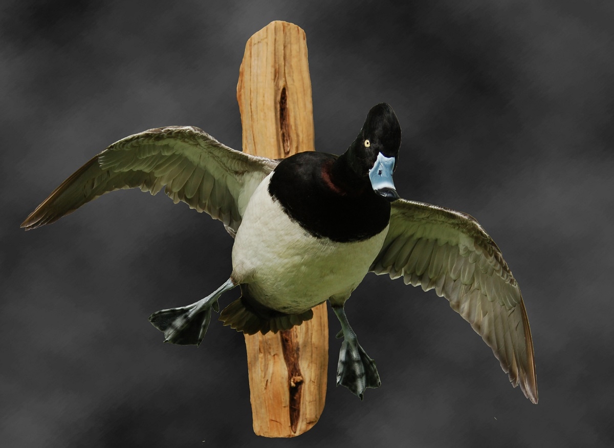 Taxidermy At Wild Things Taxidermy by Barry Buras