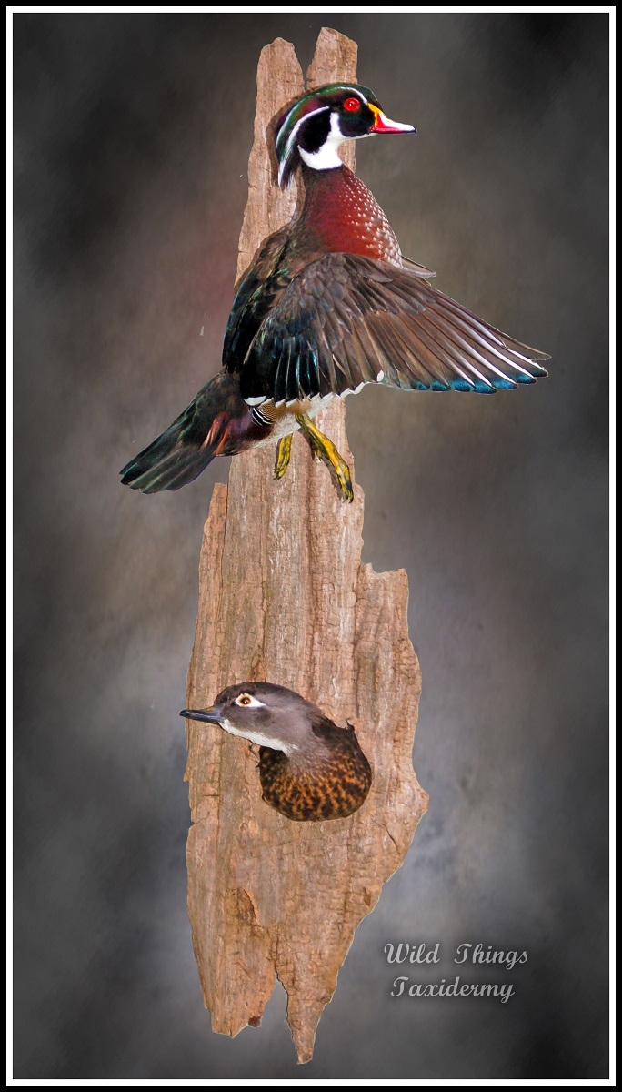 Taxidermy At Wild Things Taxidermy by Barry Buras