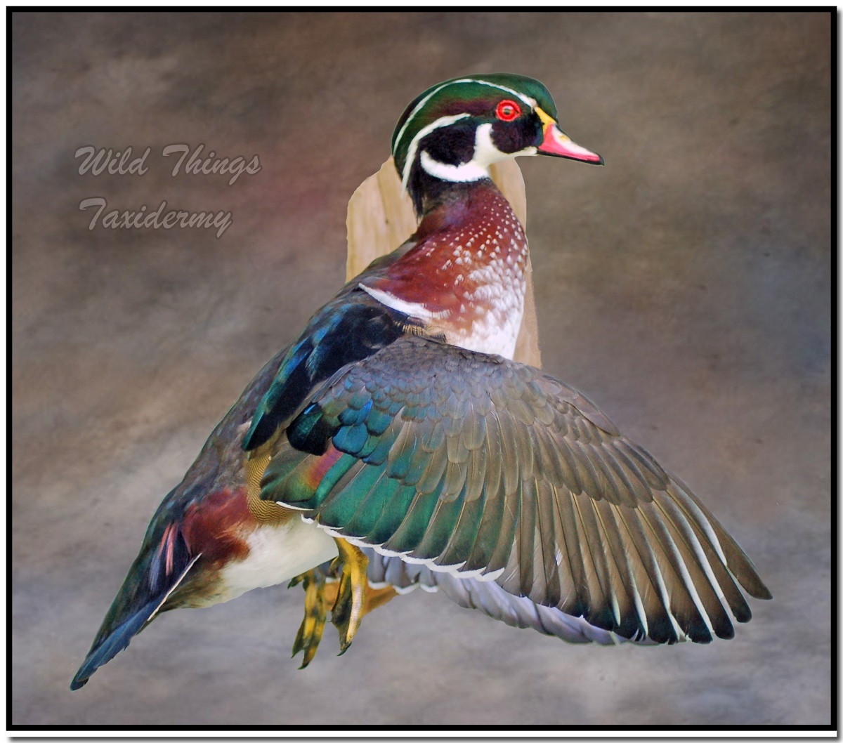 Taxidermy At Wild Things Taxidermy by Barry Buras
